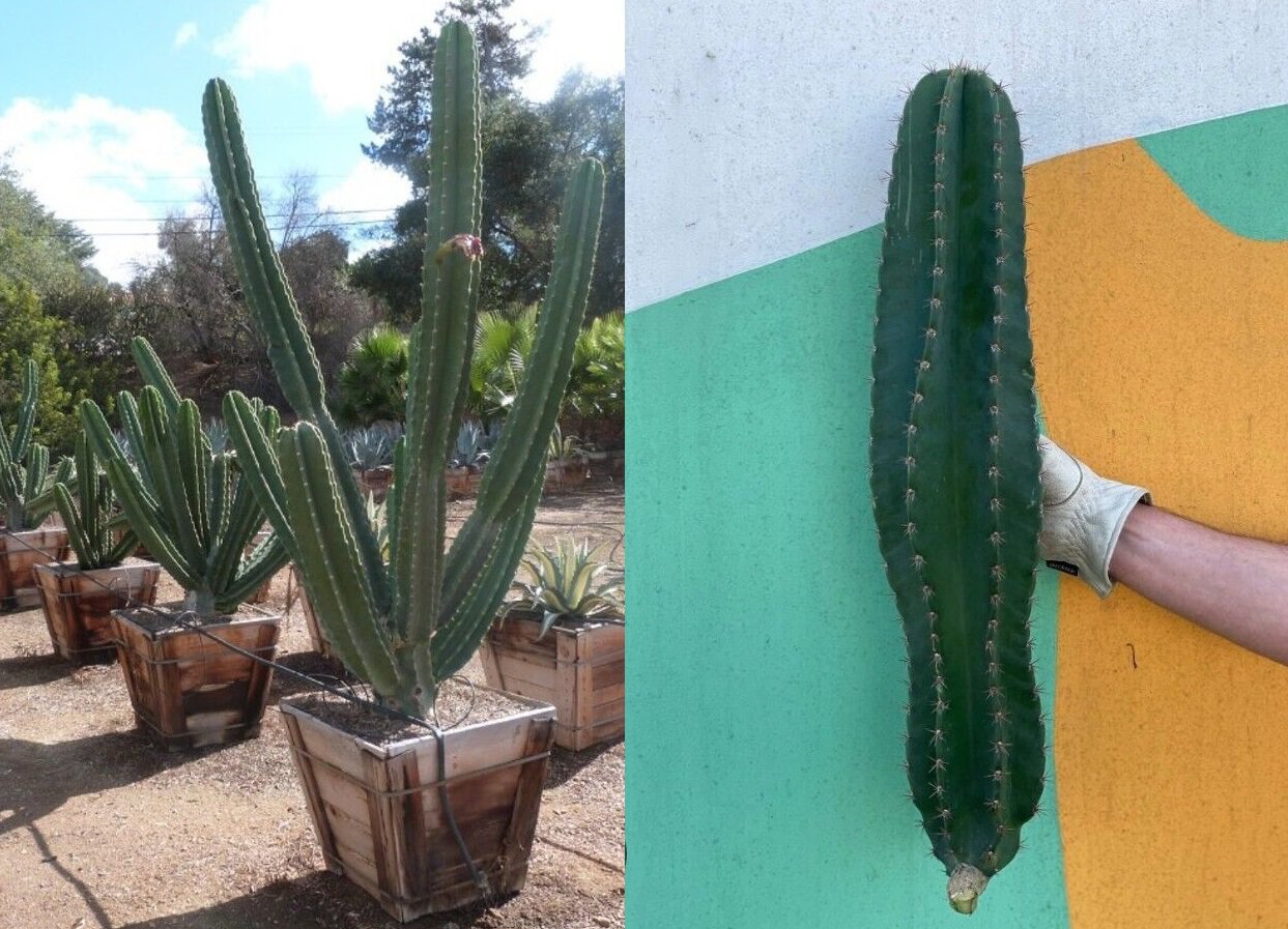 One (1) Cutting of Apple Cactus Peruvian Cactus Repandus Fruit & Night ...
