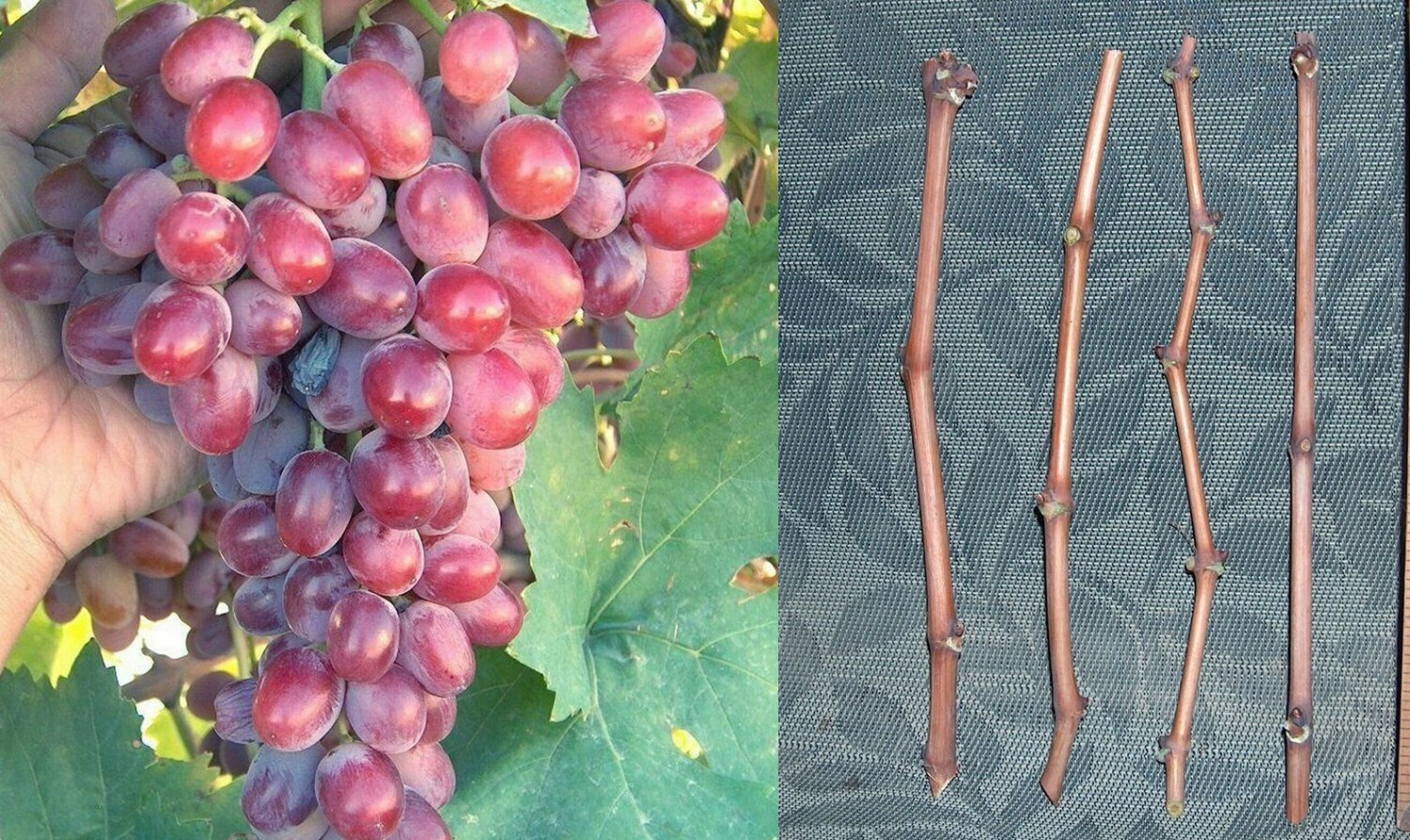 Lot 4 Cuttings Large Red Seedless Crimson Vine Table Grape Raisin No Roots