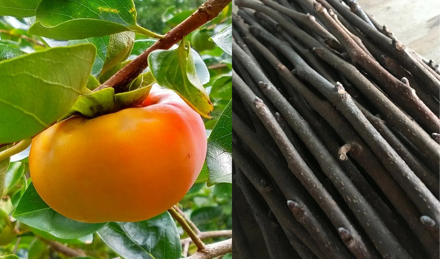 10 Cuttings of Persimmon Tree Make Your Own Plants! Fast Ship! Ready To ...