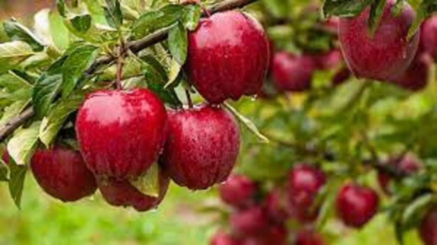 10 Unrooted cuttings Red Delicious Tree! Fall color & fruit
