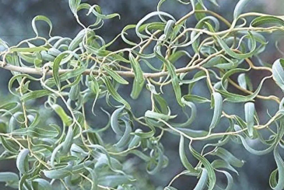 1 Cutting Gold Corkscrew Willow Tree