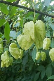 Bladdernut 5 Seeds Staphylea Trifolia For Planting