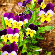 HELEN MOUNT JOHNNY JUMP UP SEEDS Viola tricolor 1000 Seeds for Planting