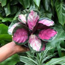 Calathea Rosie, Pink Picturata, Hot Pink Roseopicta, Rosey Pink Plant ...