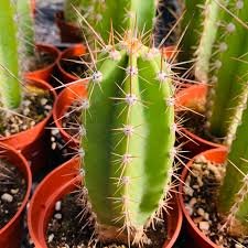 Neoraimondia herzogiana - Baseball Bat Cactus - Large Columnar Live Plant