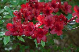 MIDNIGHT FLARE~~Azalea Rhododendron Deciduous SMALL ROOTED Starter Plant