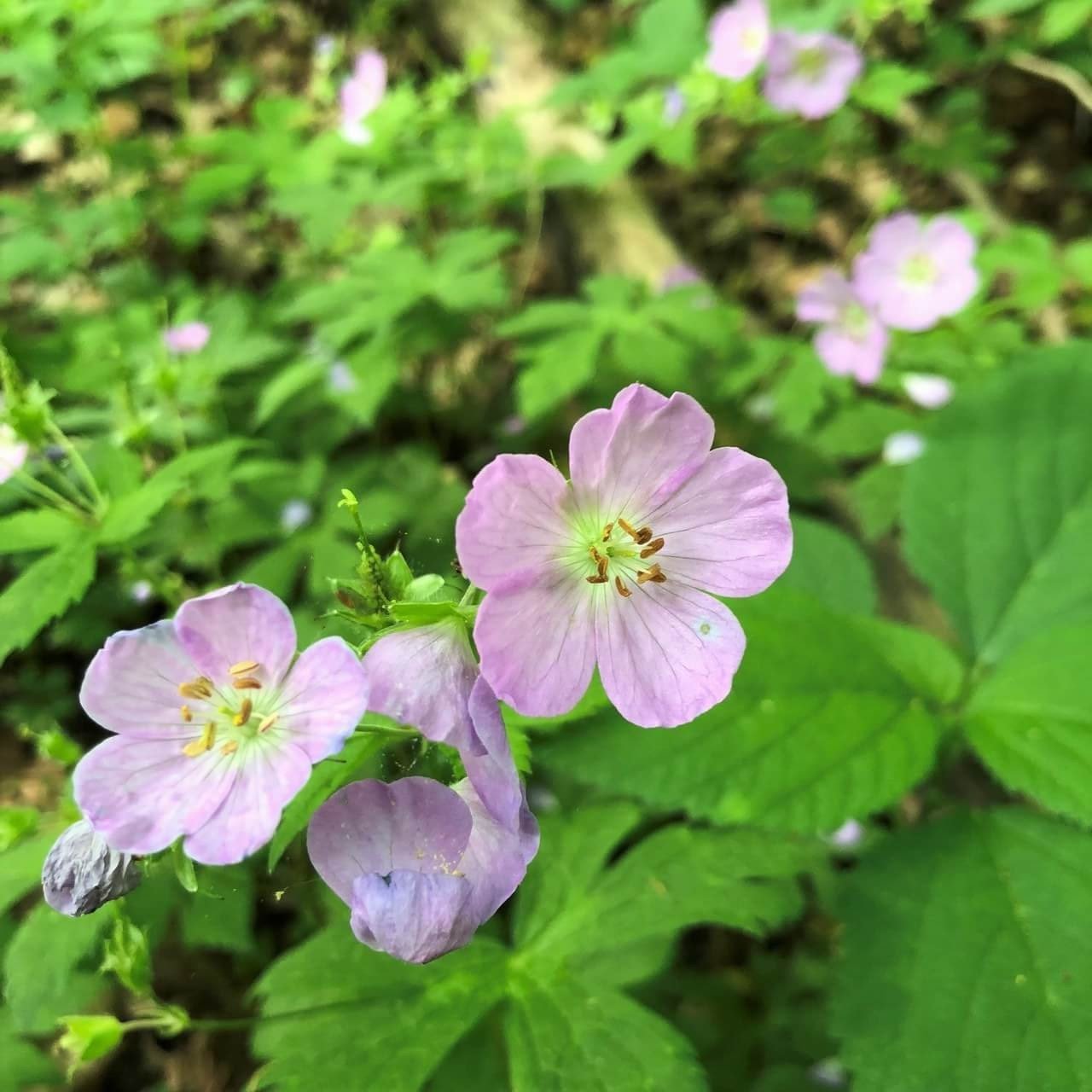 25+ Maculatum Geranium Seeds | Wild Cranesbill | Shade-Tolerant ...