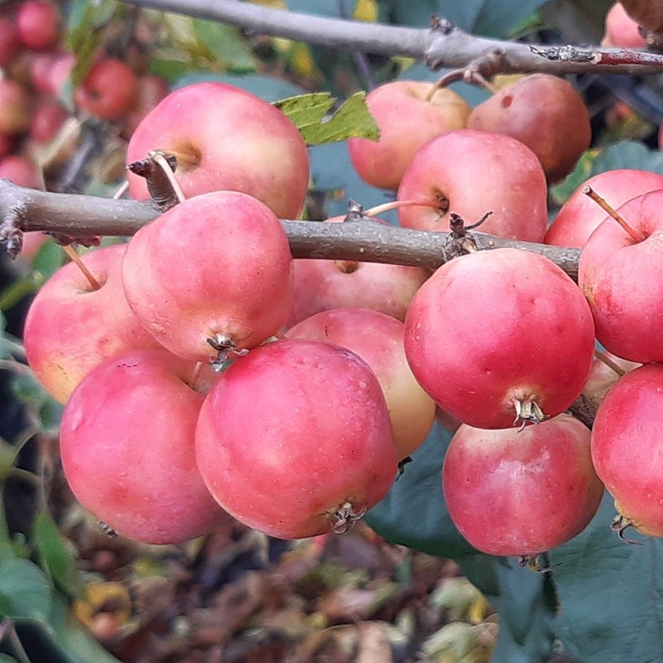 25+ Dolgo (Pink Glow) Crabapple Seeds | Edible Fruit Tree | Ornamental Flowering Tree