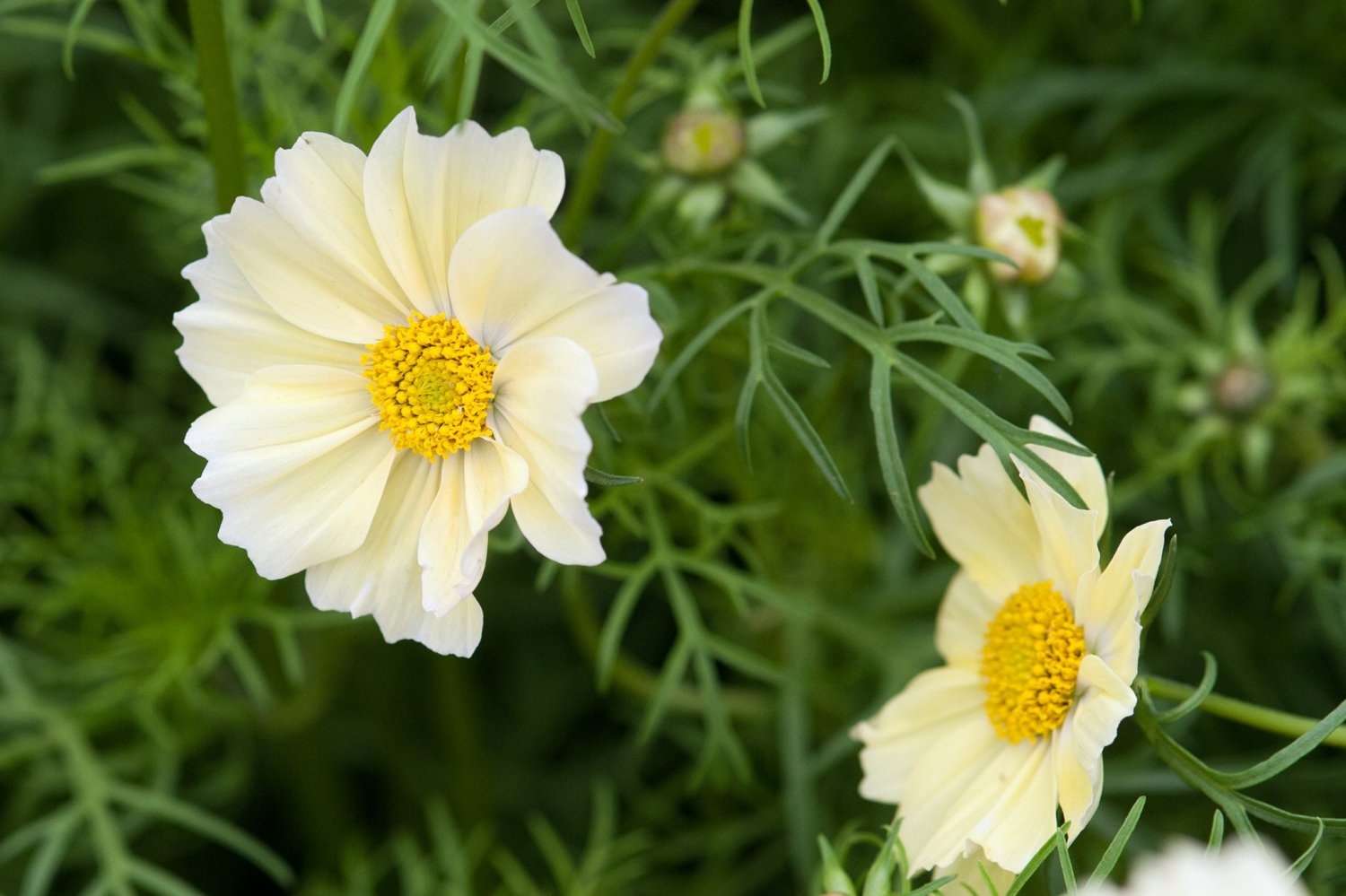 200+ Xanthos Cosmos Seeds | Soft Yellow Blooms for Garden Beds, Borders ...