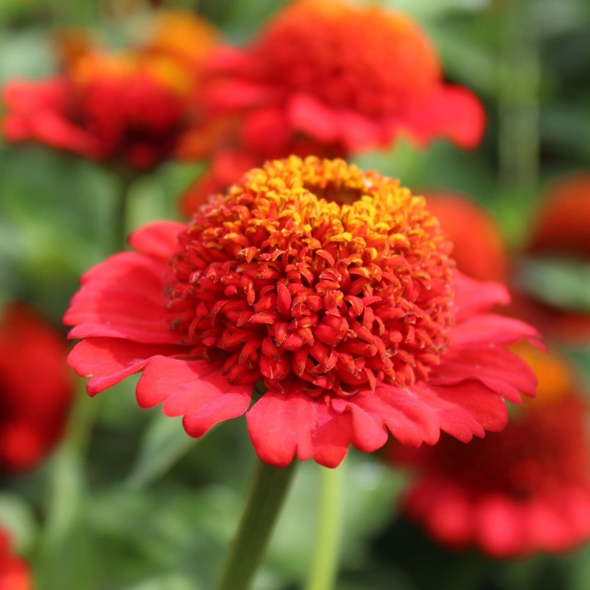 100+ Zinderella Red Zinnia Seeds - Scabiosa-Type Blooms - Unique Cut ...