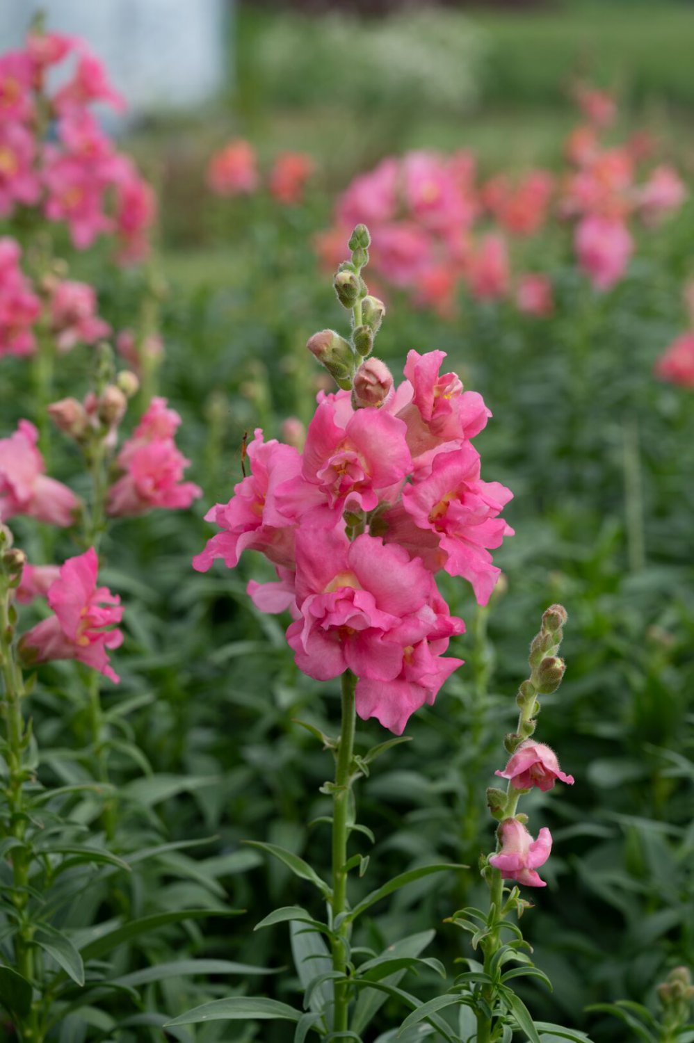 1000+ Madame Butterfly Rose Snapdragon Seeds – Pink Double Blooms ...