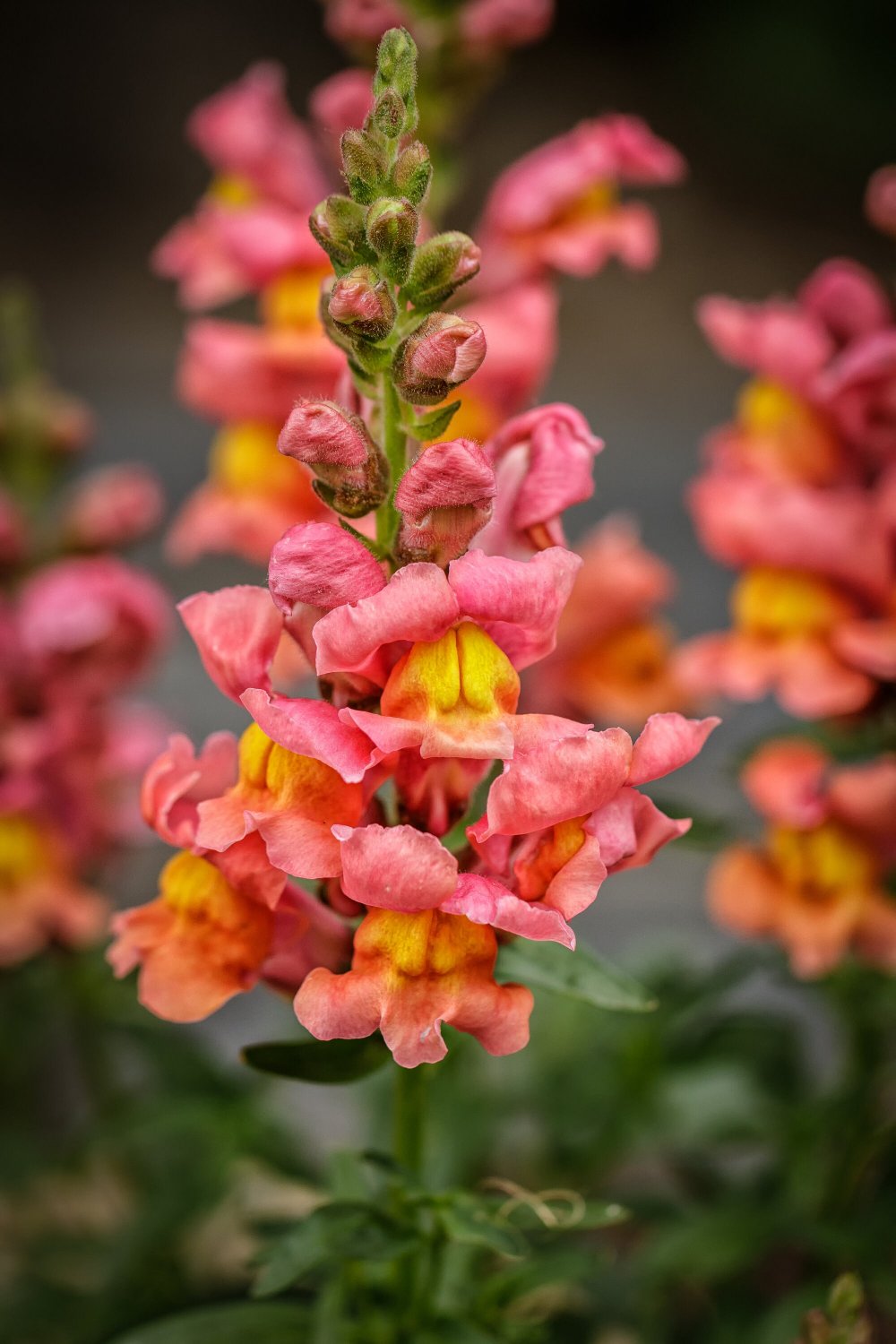 1000+ Liberty Bronze Snapdragon Seeds – Tall Bronze-Orange Blooms ...