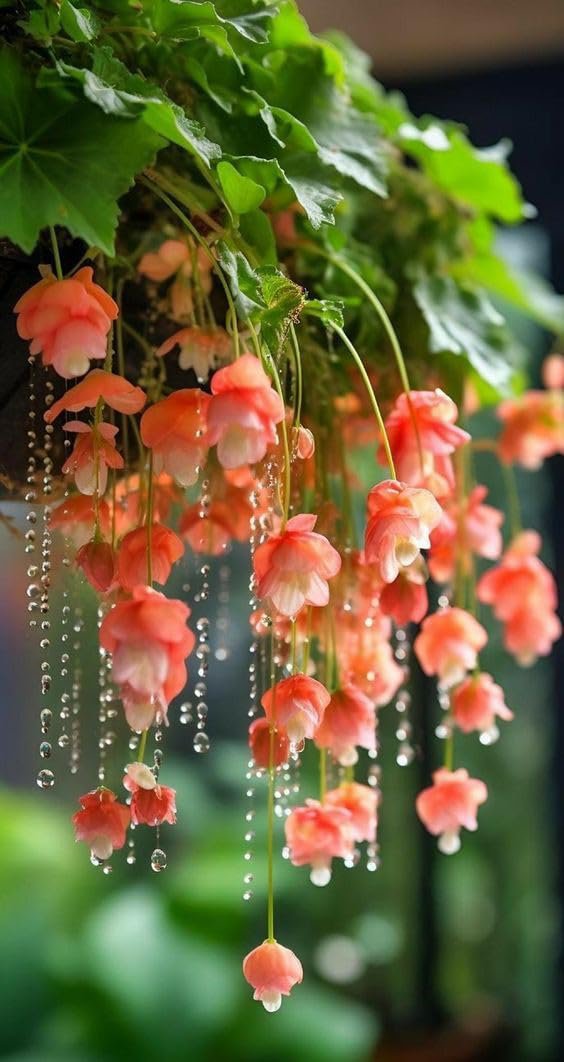 25+ Red Weeping Begonia Seeds – Cascading Scarlet Blooms – Shade-Loving ...