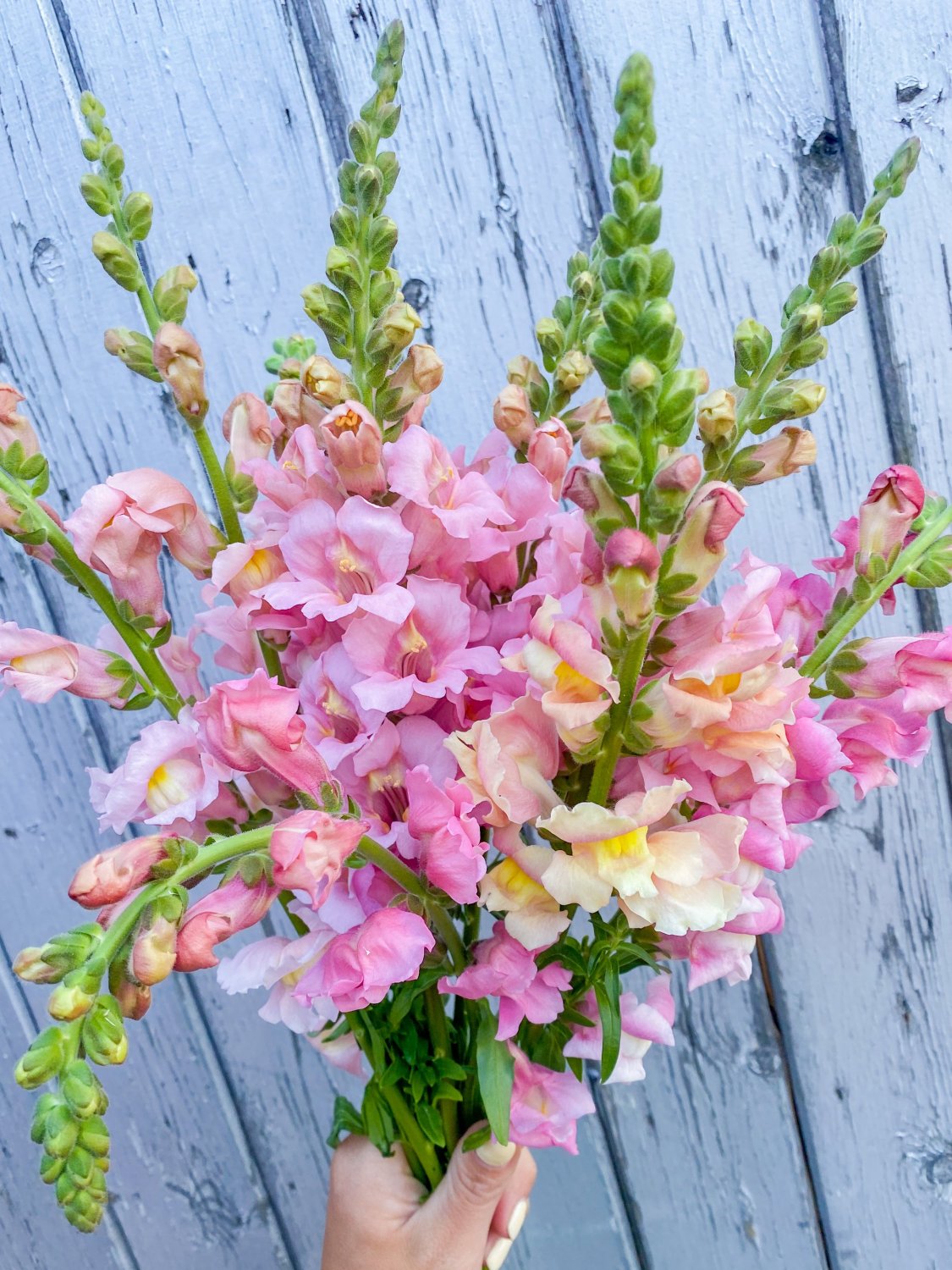 1000+ Legend Double Pink Snapdragon Seeds – Tall Fragrant Blooms ...