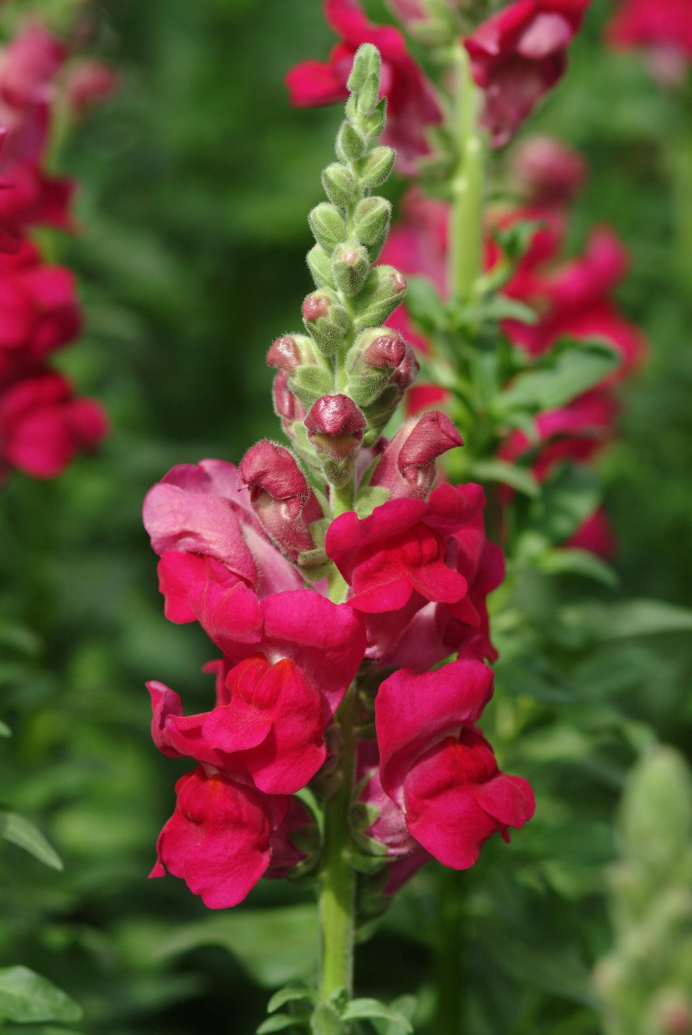 1000+ Maryland Royal Burgundy Snapdragon Seeds – Tall Deep-Purple ...