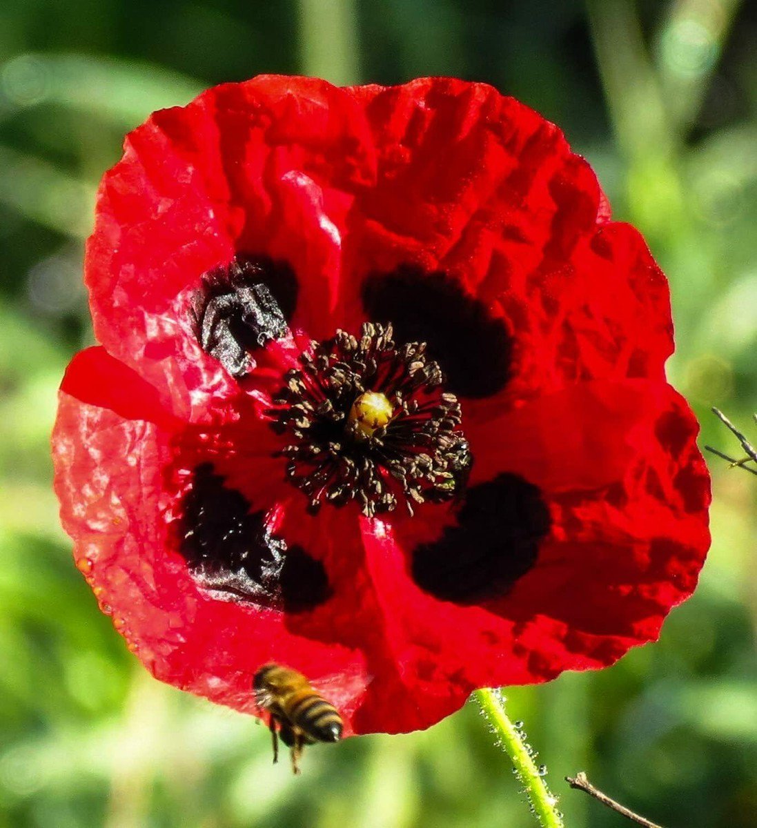 200+ Turkish Tulip Poppy Seeds – Unique Tulip-Shaped Blooms – Exotic ...