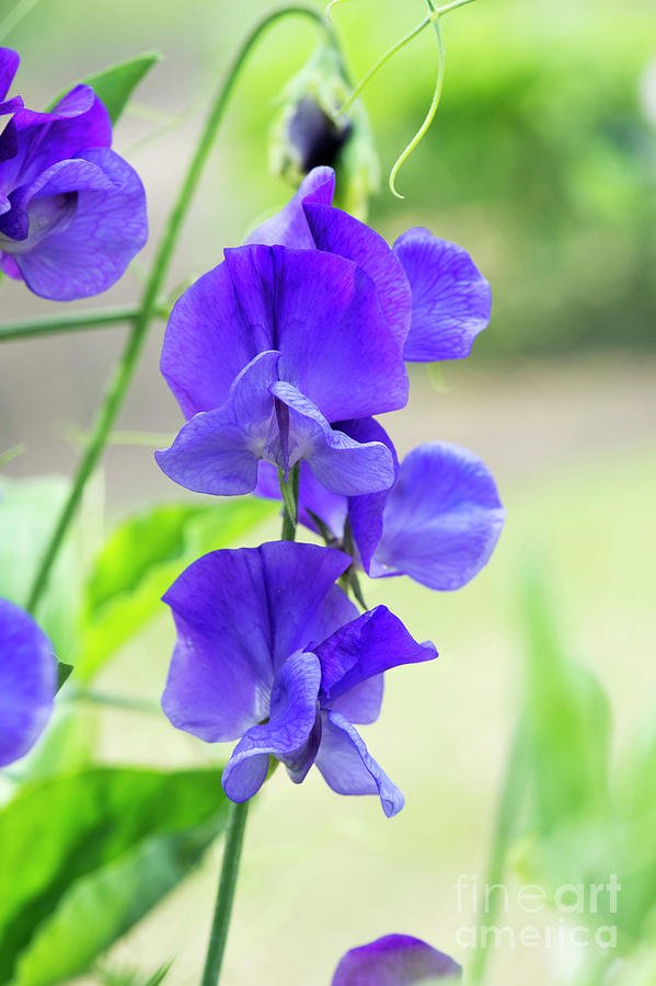 50+ Darling Claire Sweet Pea Seeds – Fragrant Climbing Vines ...