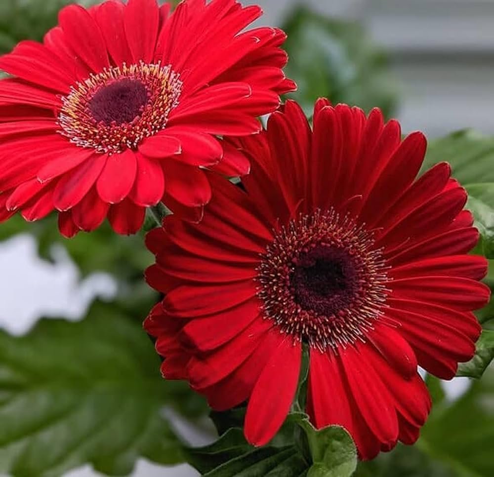 200+ Deep Red Gerbera Daisy Seeds – Bold, Long-Lasting Blooms for ...