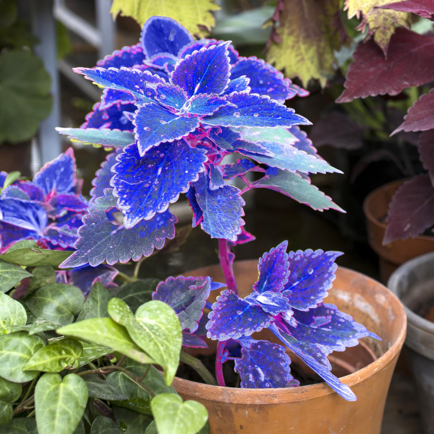 25+ Blue Coleus Seeds – Vibrant Ornamental Foliage Plant for Garden ...