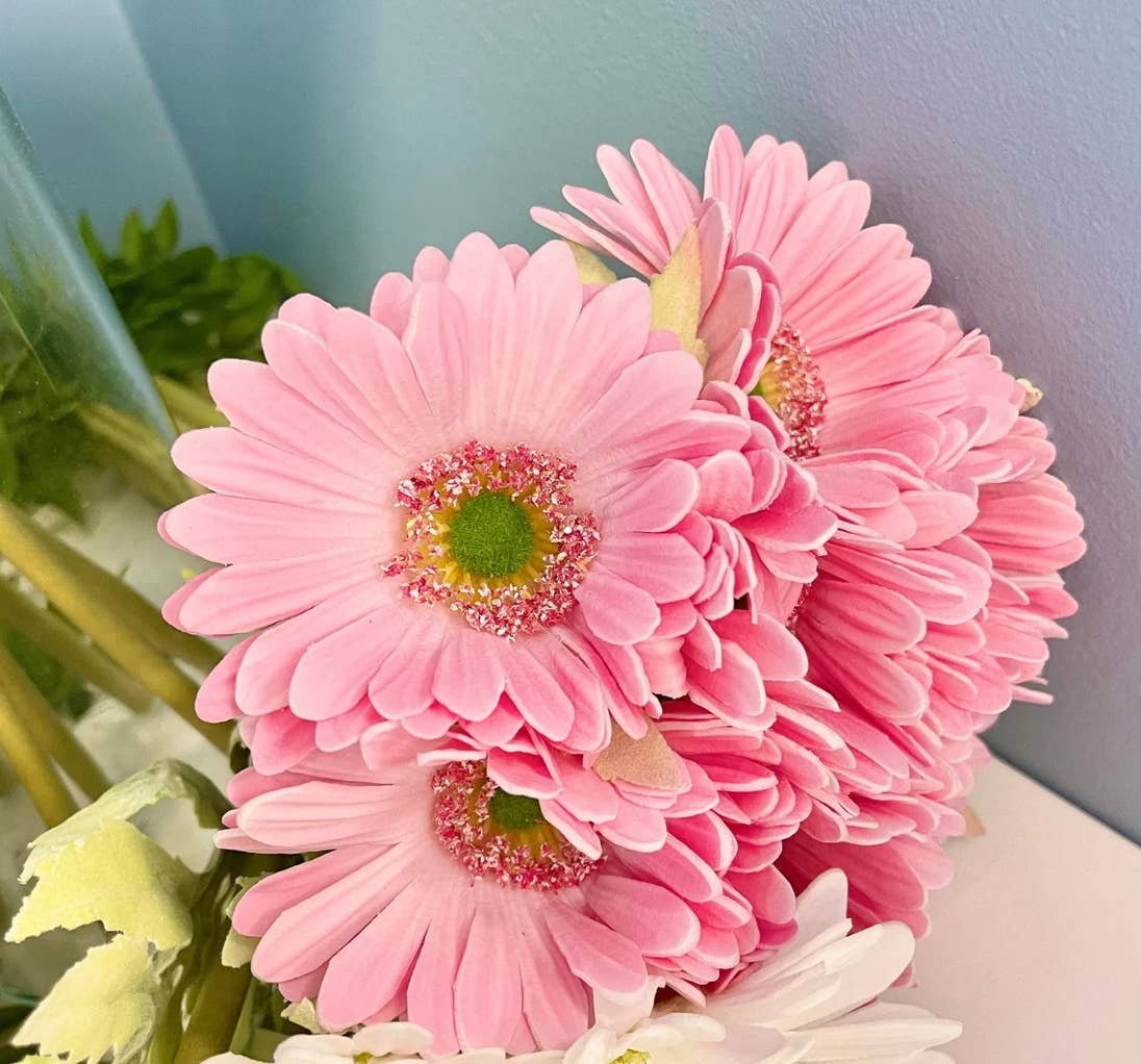 200+ Light Pink Gerbera Daisy Seeds – Soft Pastel Blooms, Long-Lasting ...
