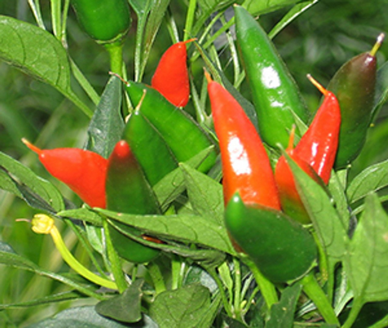 25+ Mirasol Chile Hot Pepper Seeds – Medium-Hot Peppers for Drying ...