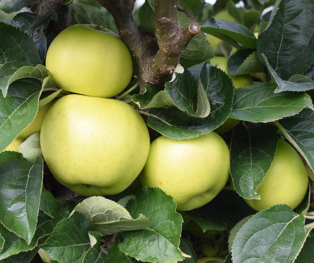 25+ Galloway Pippin Apple Seeds – Heirloom Hardy Apple Tree Seeds for ...
