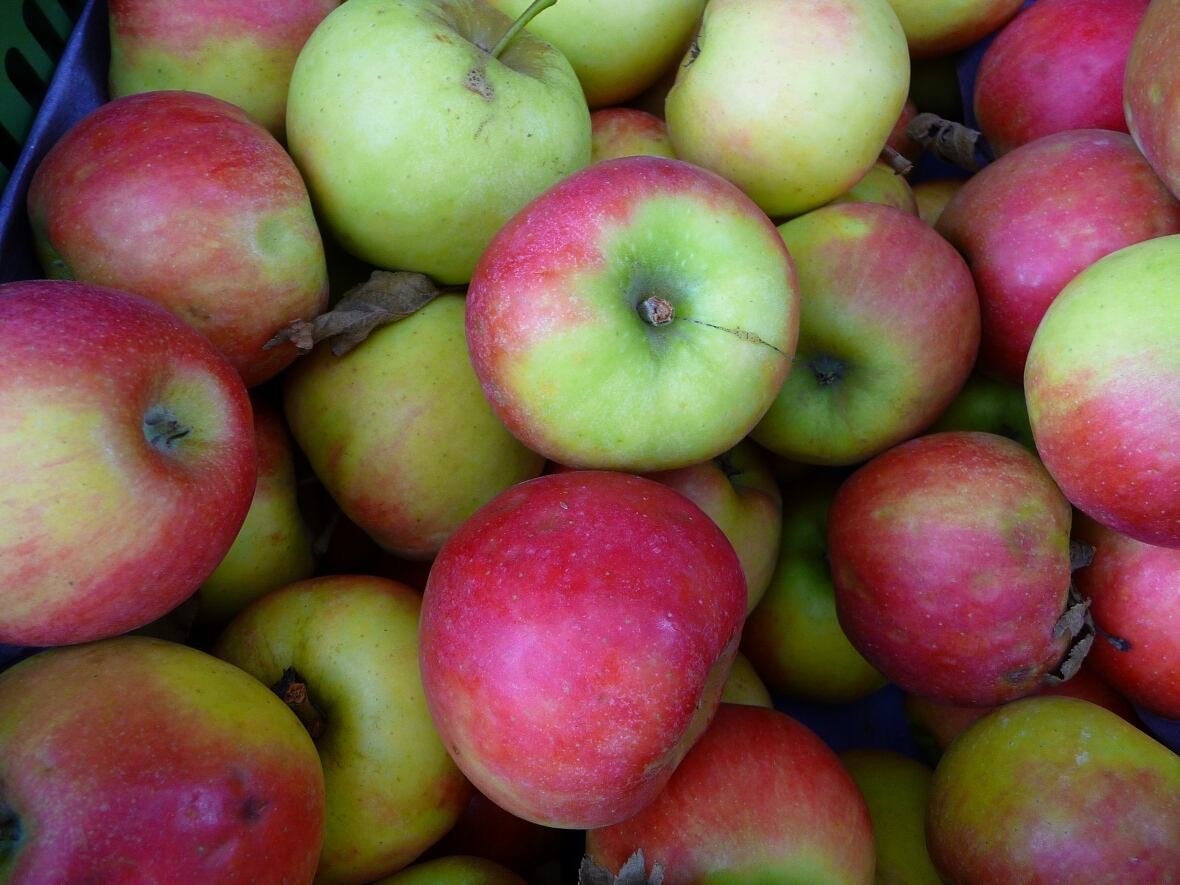 25+ Ontario Apple Seeds – Heirloom Cold-Hardy Apple Tree Seeds for ...