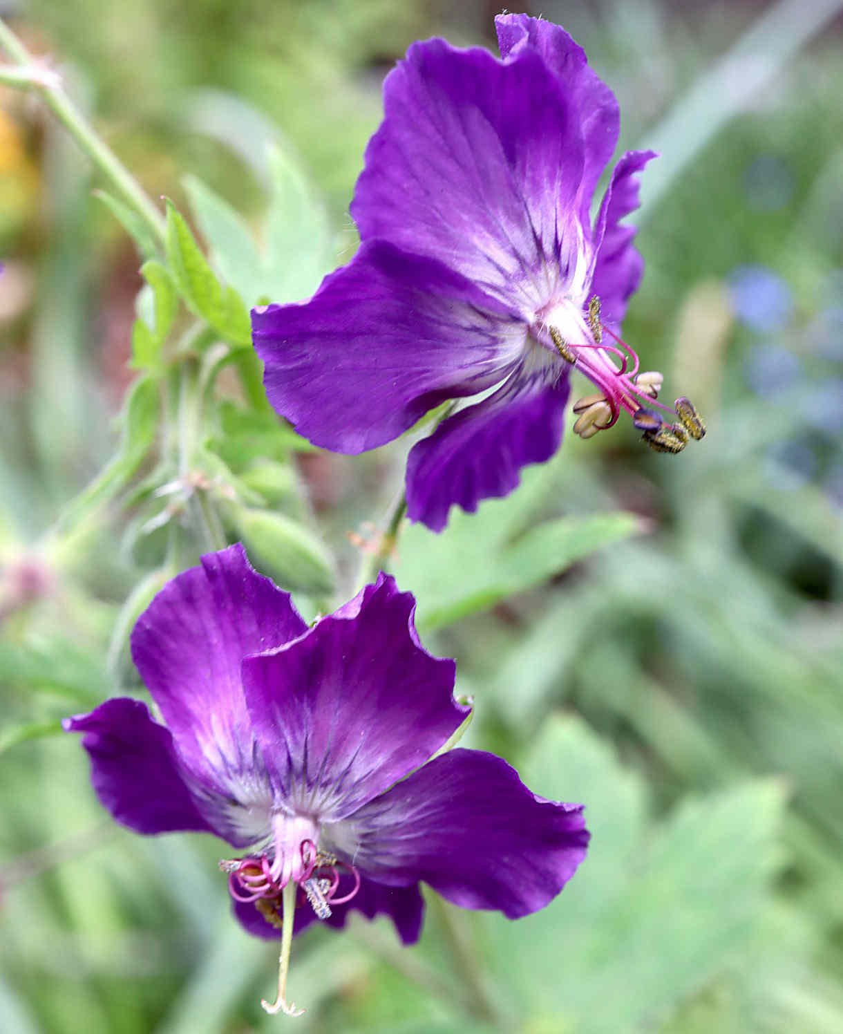 25+ Lily Lovell Geranium Seeds – Hardy Purple-Blue Perennial Flowers ...