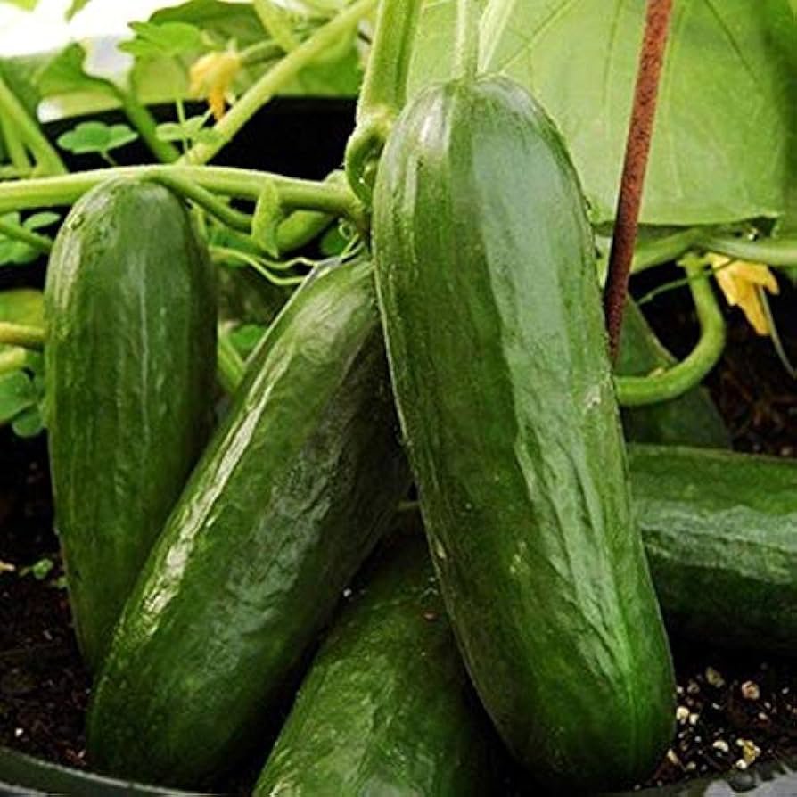 25+ Picolino Cucumber Seeds – Mini Snack Cucumbers for Garden ...