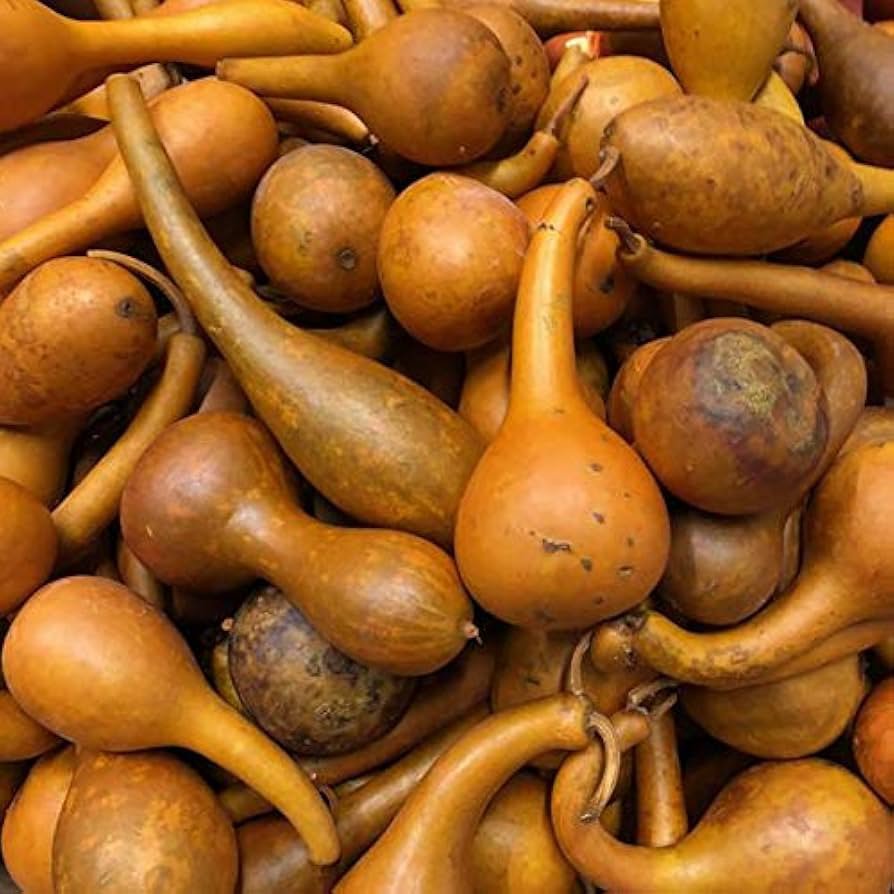 25+ Dipper Gourd Squash Seeds – Unique Edible & Decorative Vegetable ...