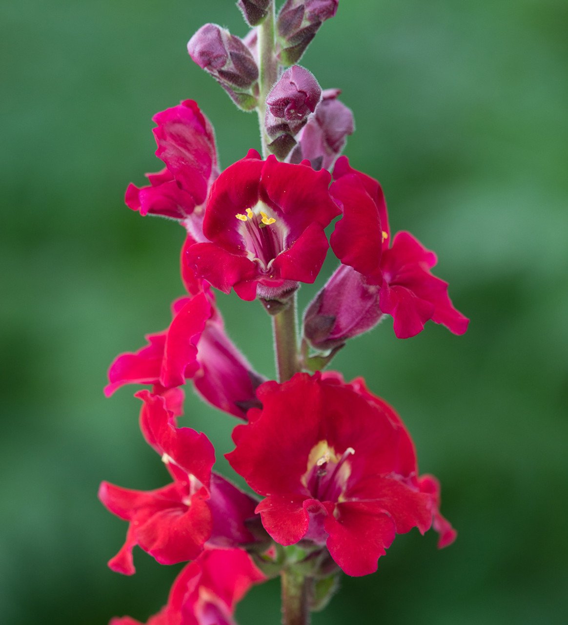 1000+ Chantilly Purple Snapdragon Seeds – Heirloom Garden Flowers for ...