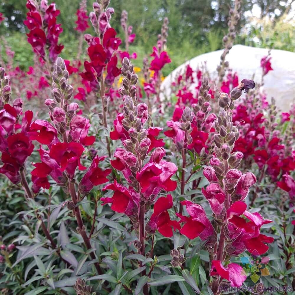 1000+ Snappy Black Prince Snapdragon Seeds – Heirloom Dark Purple ...