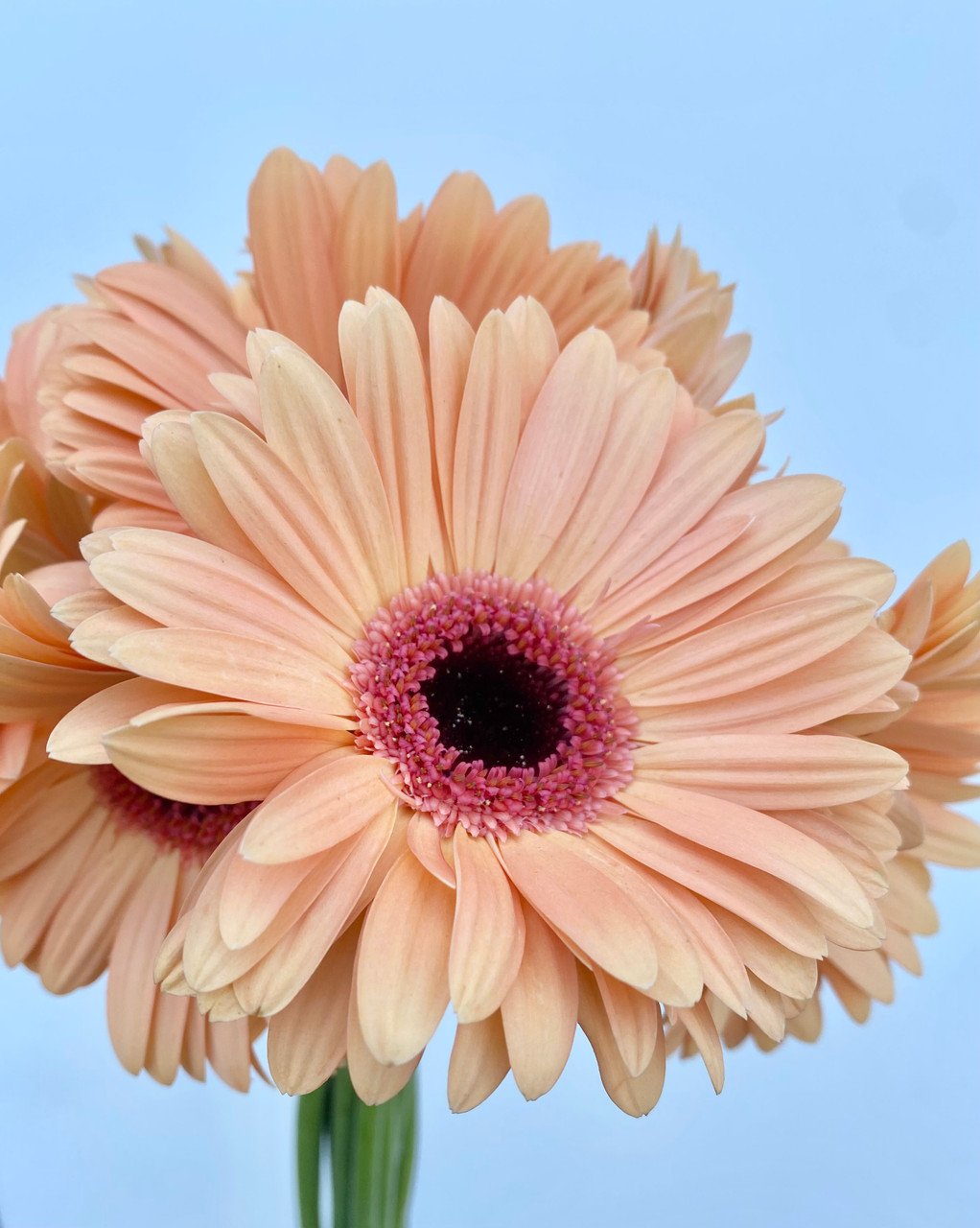 200+ Peach Gerbera Daisy Seeds – Large Blooms for Garden, Borders & Cut ...