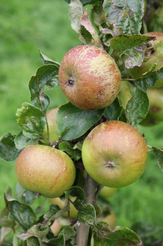 25+ Pixie Apple Seeds – Compact Sweet Red Apple Variety for Home ...
