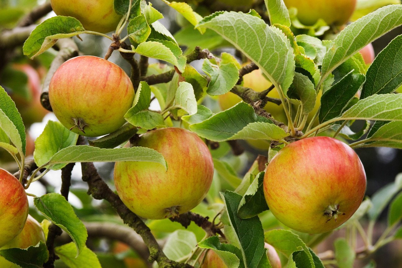 25+ Pixie Apple Seeds – Compact Sweet Red Apple Variety for Home ...