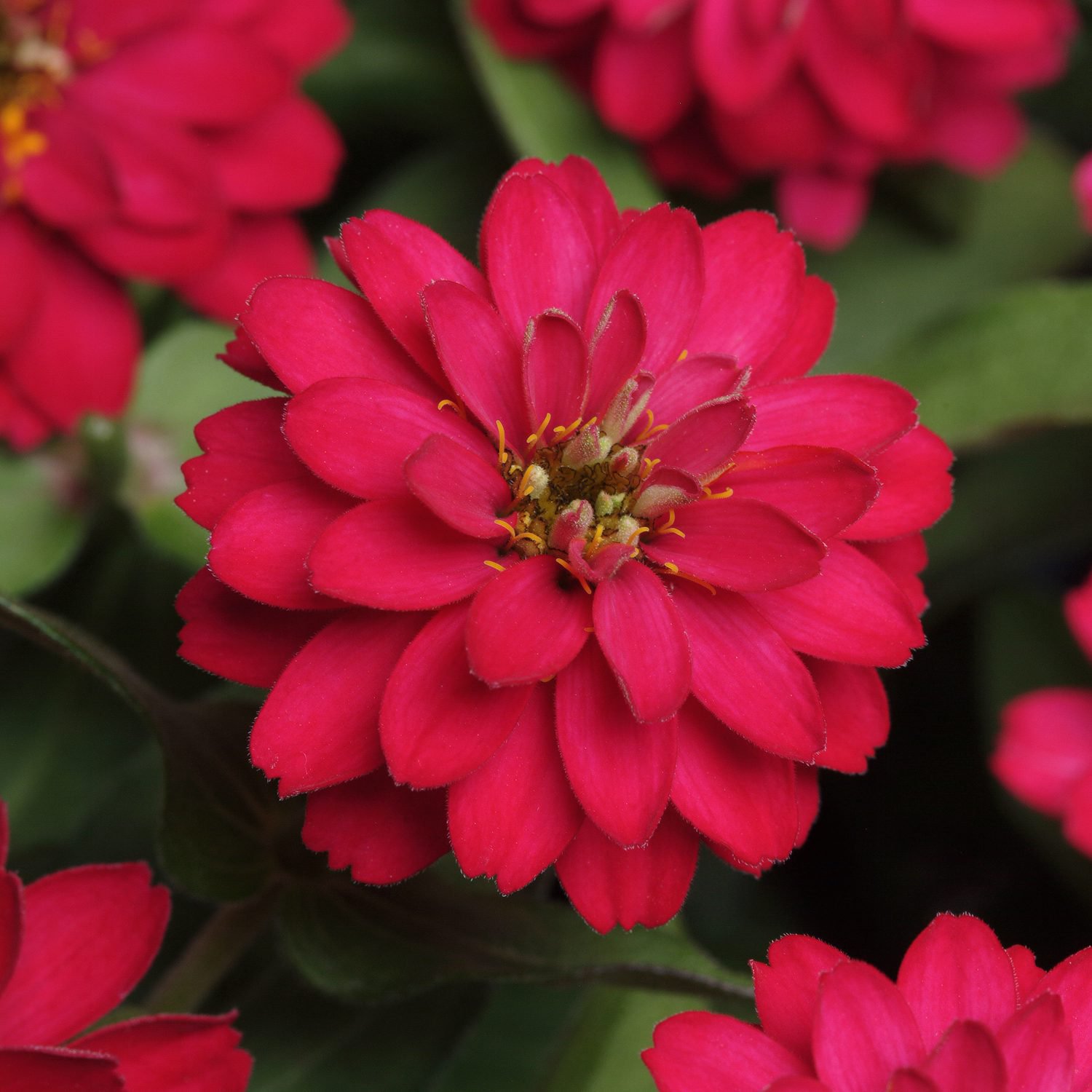 100+ Double Zahara Cherry Zinnia Seeds – Vibrant Red Annual Flowers for ...