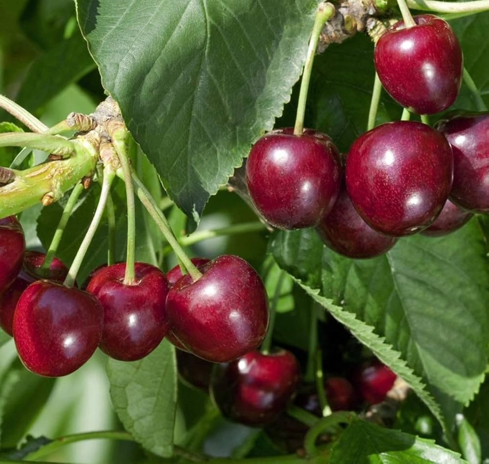 10+ Regina Cherry Seeds – Sweet Dark Red Fruit Tree Seeds for Garden ...