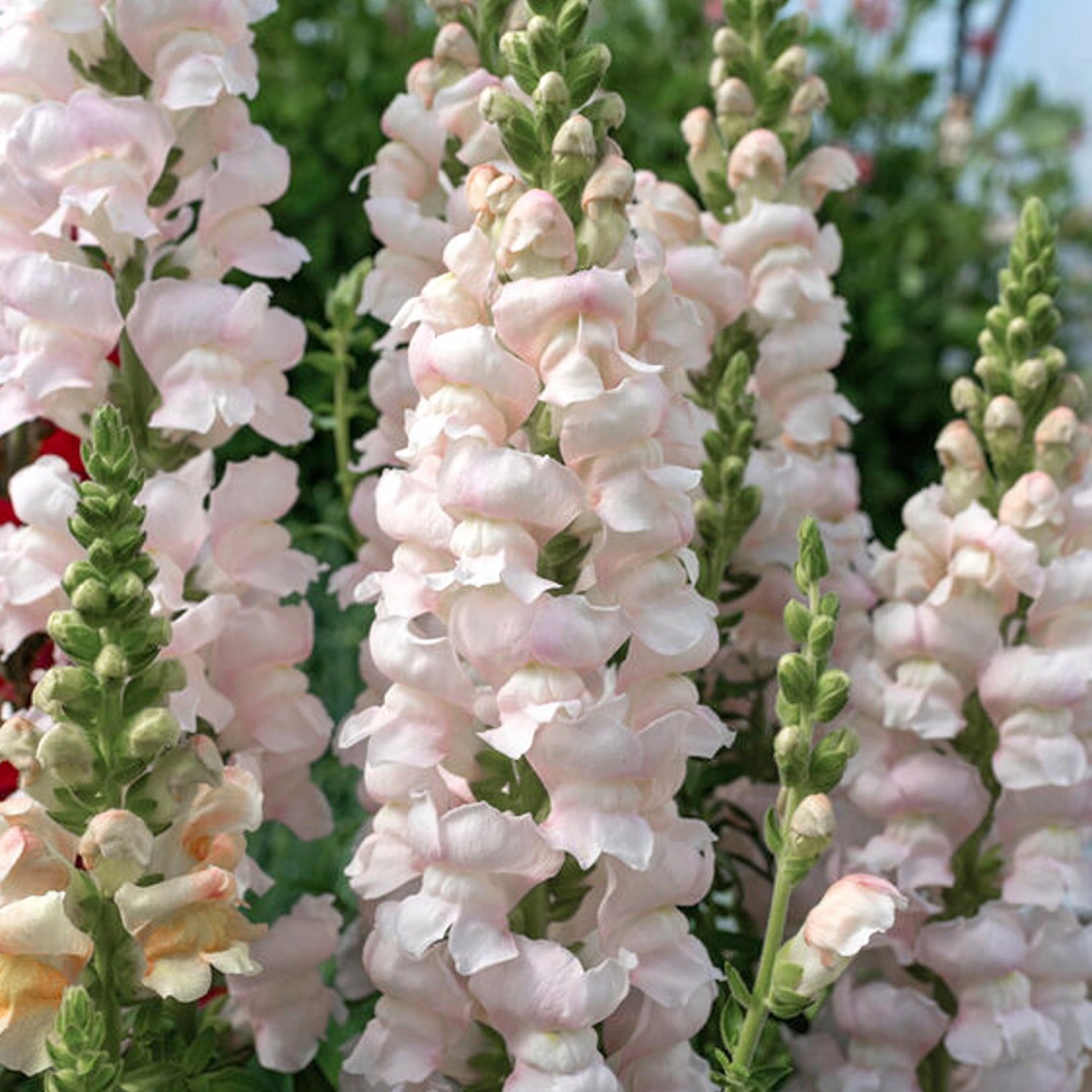 1000+ Costa Silver II Snapdragon Seeds | Garden Flowers | Easy-to-Grow ...