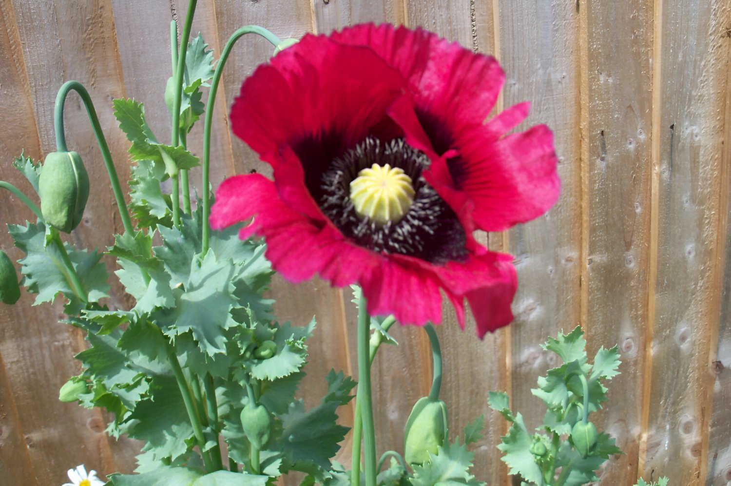 200+ Pepperbox Poppy Seeds | Heirloom Garden Flowers | Easy-to-Grow ...