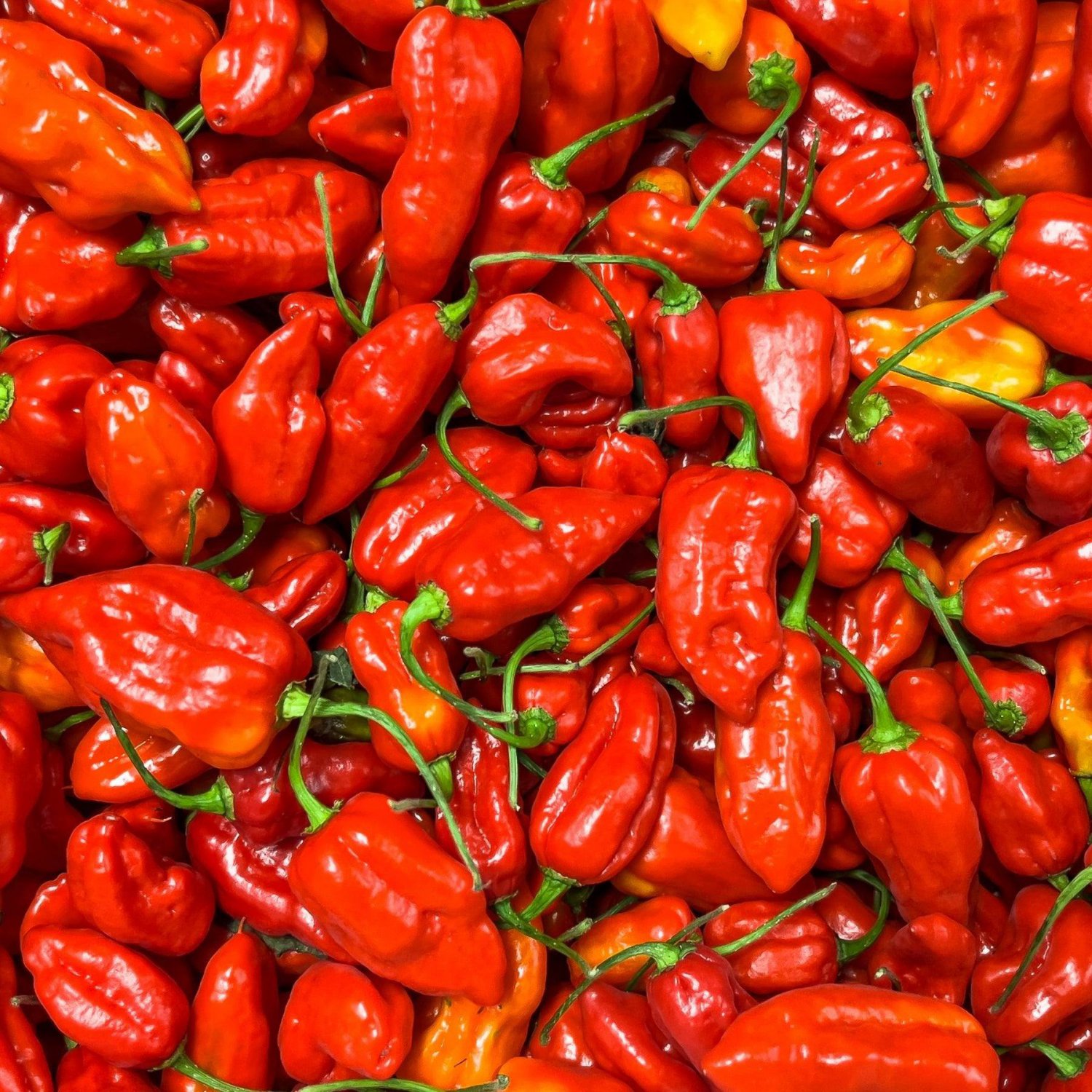 25+ Spanish Naga Hot Pepper Seeds – Extra Spicy Chili for Garden Planting