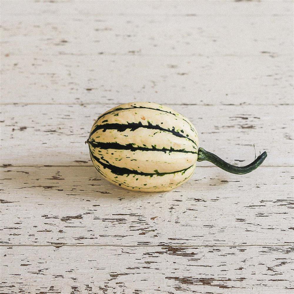 25+ Jester Squash Seeds – Heirloom Winter Squash for Garden Planting