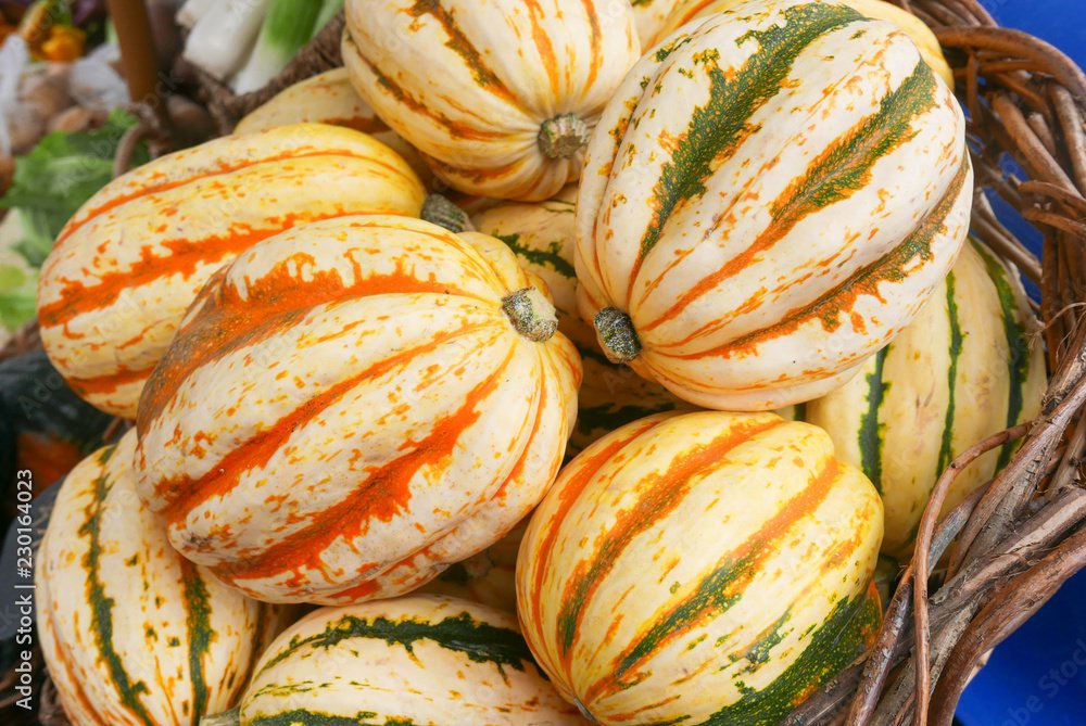 25+ Jester Squash Seeds – Heirloom Winter Squash for Garden Planting