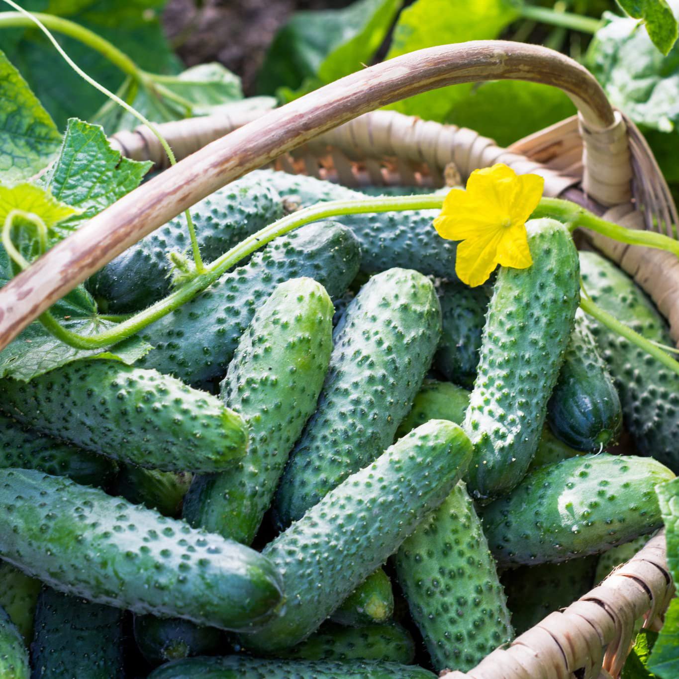 25+ Pick A Bushel F1 Cucumber Seeds – Crisp, High-Yield Hybrid for ...
