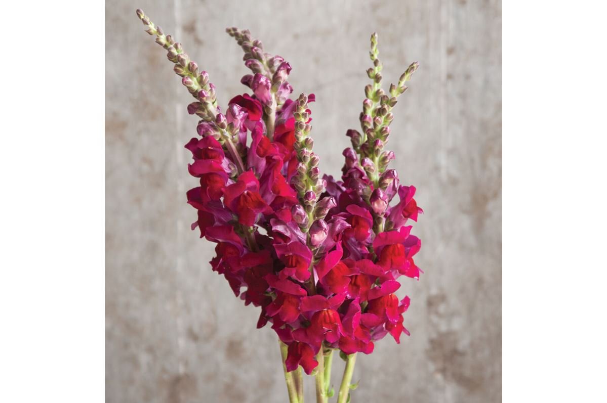 1000+ Chantilly Velvet Snapdragon Seeds | Garden Flowers | Tall Vibrant ...