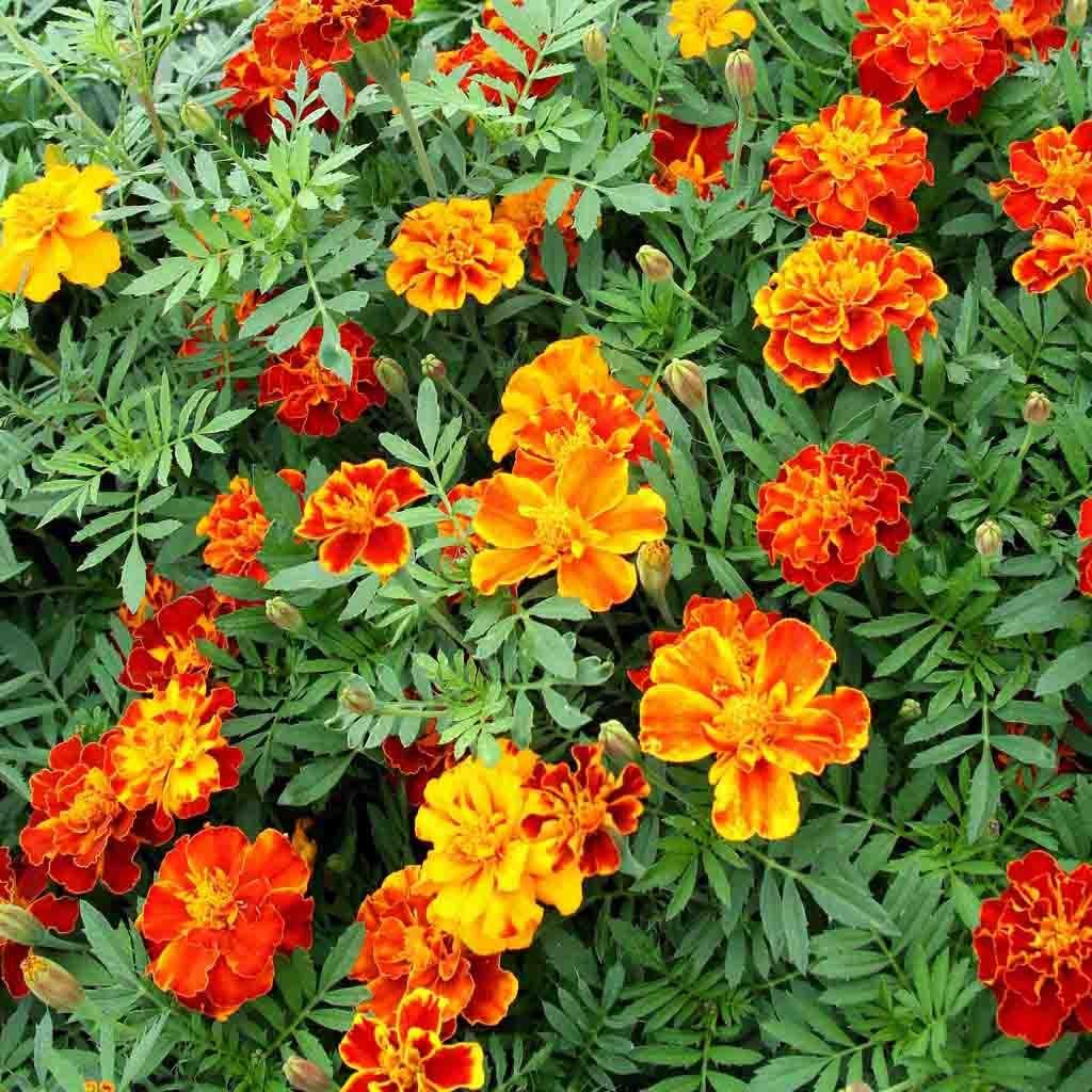 25+ Boy O' Boy Mix Marigold Seeds | Vibrant Mixed Colors | Annual ...