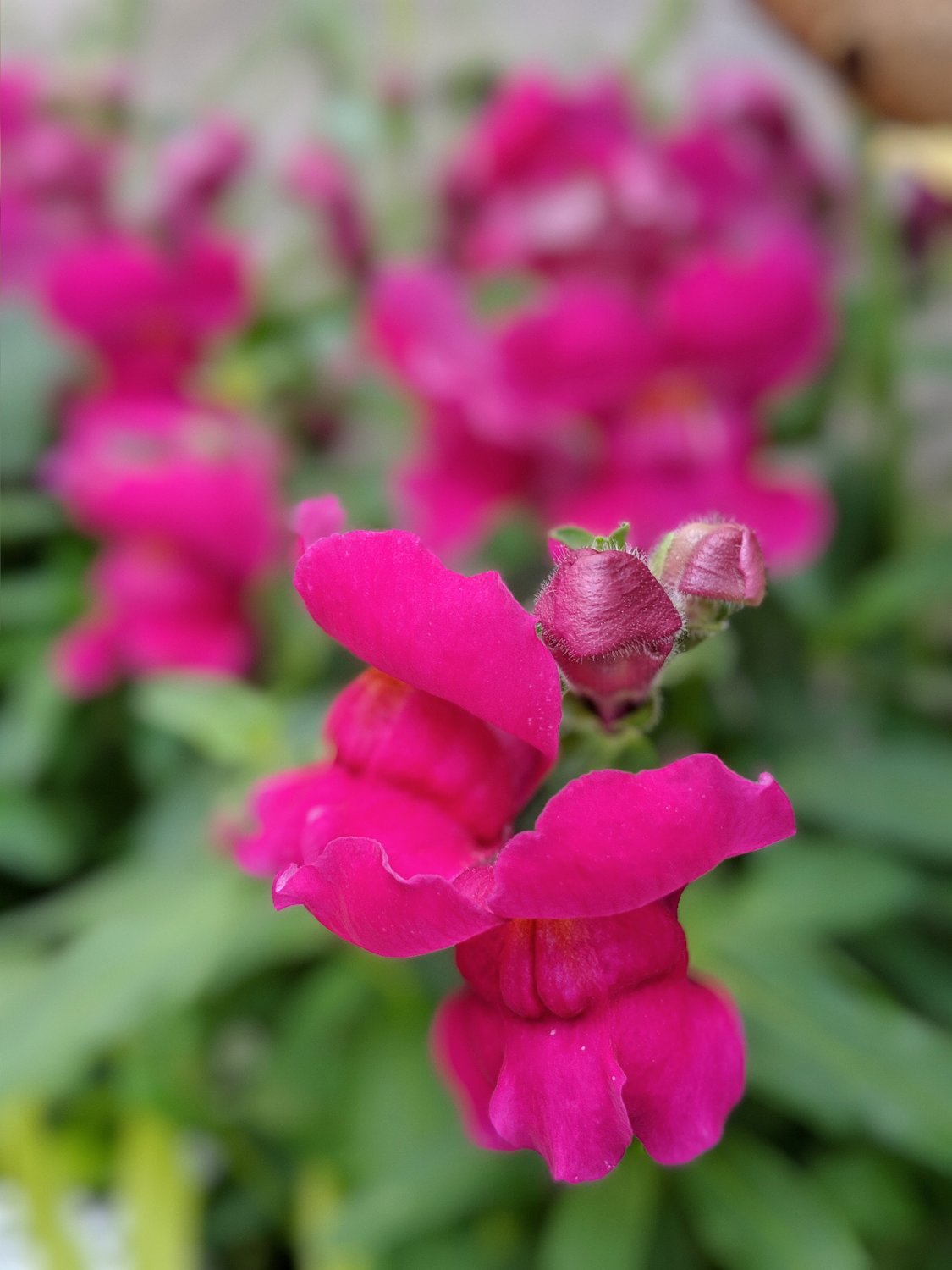 1000+ Candy Tops Pink Snapdragon Seeds | Tall Cut Flowers | Garden ...