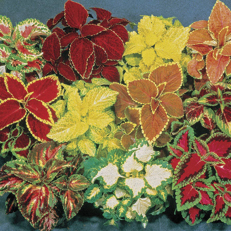 25+ Fairway Mix Coleus Seeds | Colorful Foliage Plant | Garden ...