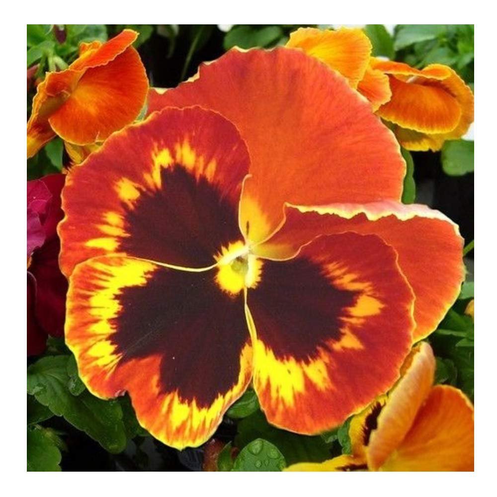 25+ Hamid's Red Pippin Apple Seeds – Fruit Tree Seeds for Garden ...