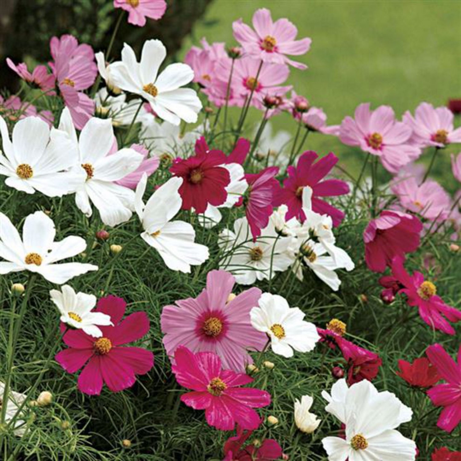 200+ Dwarf Early Sensation Mix Cosmos Seeds – Colorful Cosmos Flowers ...