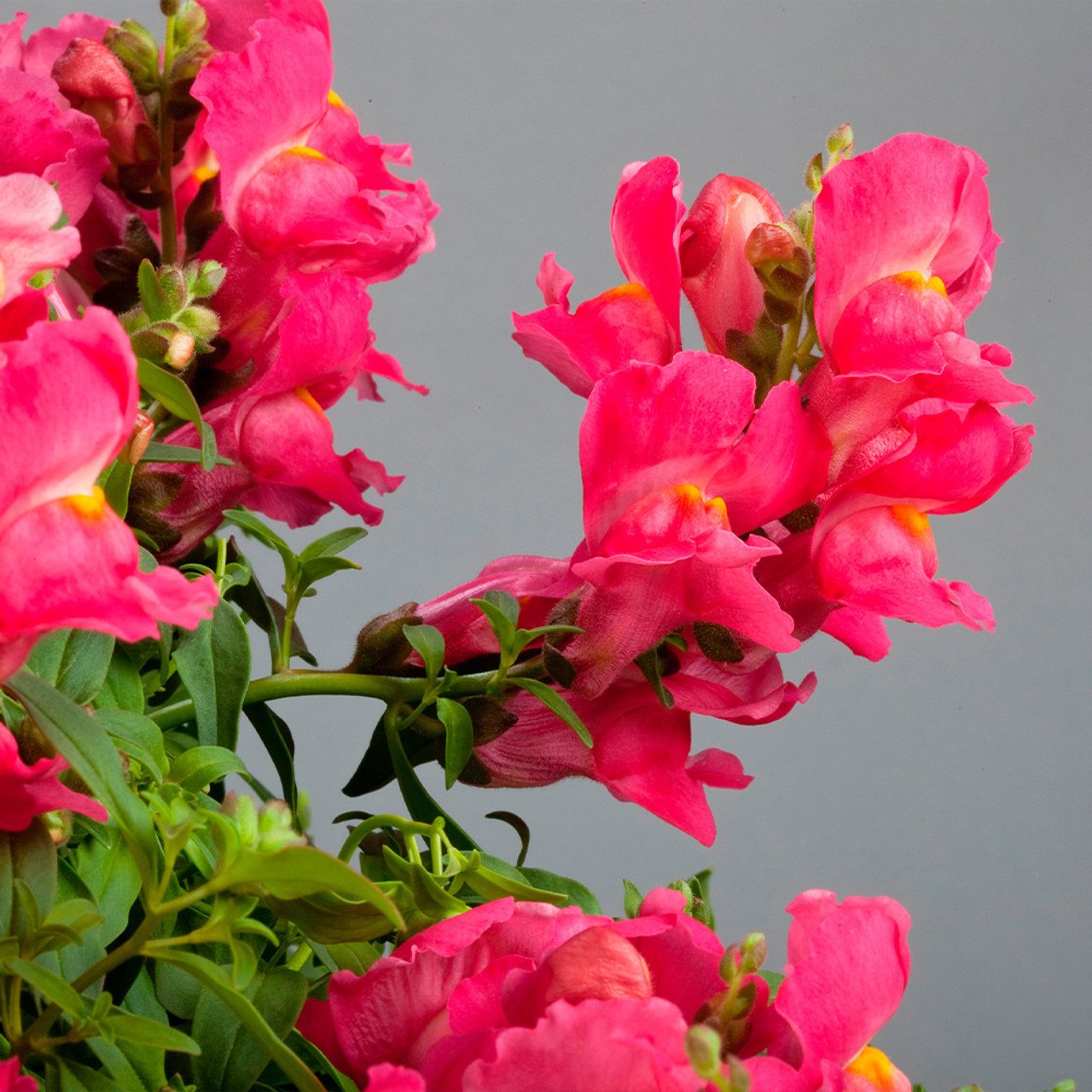 1000+ Candelabra Rose Snapdragon Seeds – Tall Rose Pink Antirrhinum ...
